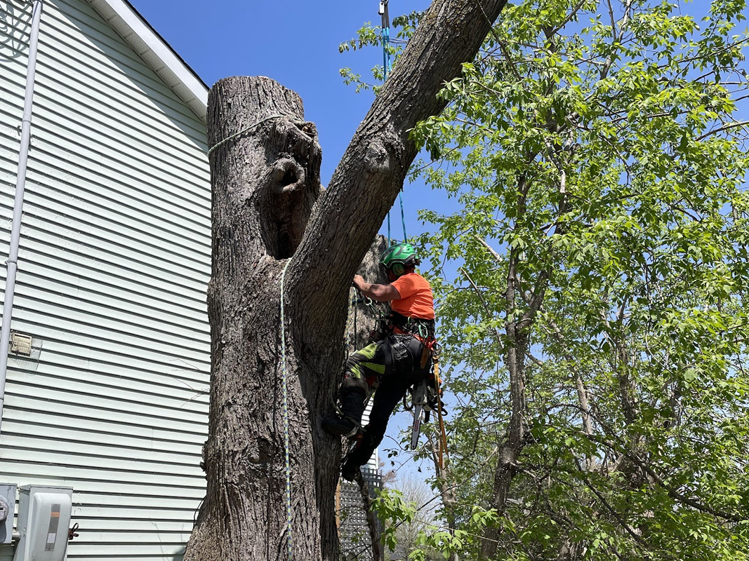 Tree Removal – Ottawa Tree Services | OC TREE CARE